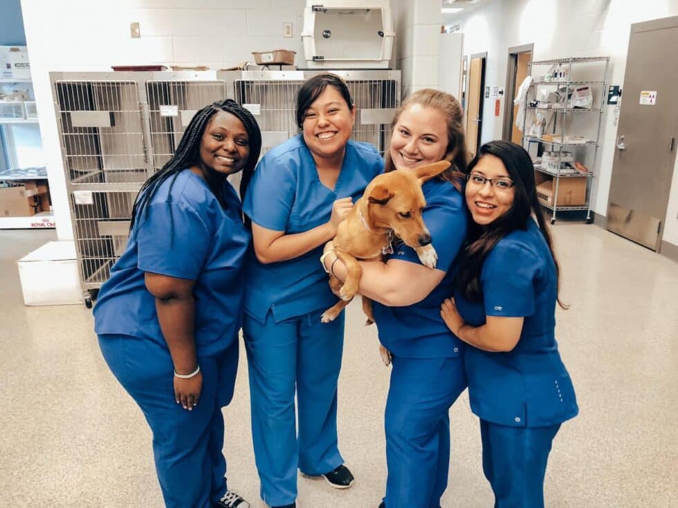 Locust Trace Veterinary Clinic | Veterinarian Lexington, KY
